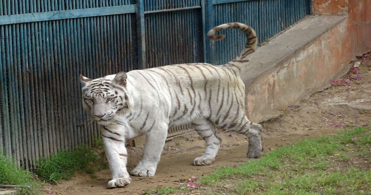 Zoo in Jaipur: History, Entry Fee, Timing And All Details You Need to Know